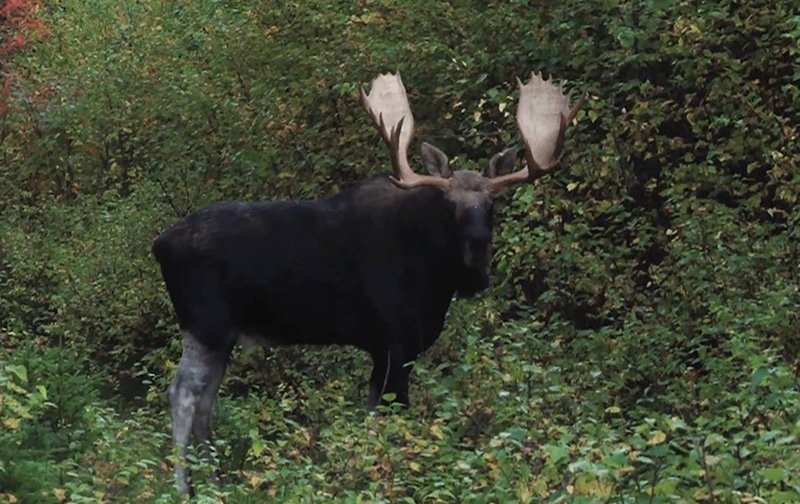 SHOT OF THE WEEK - New Brunswick Moose - Hunt Stand