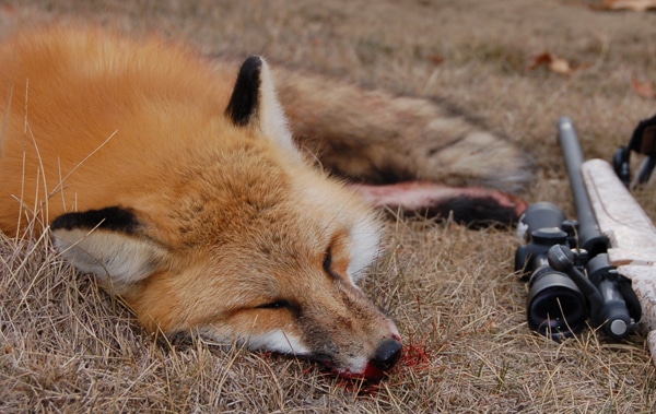 Predator Hand Calls: Which Is Right For You? - HuntStand