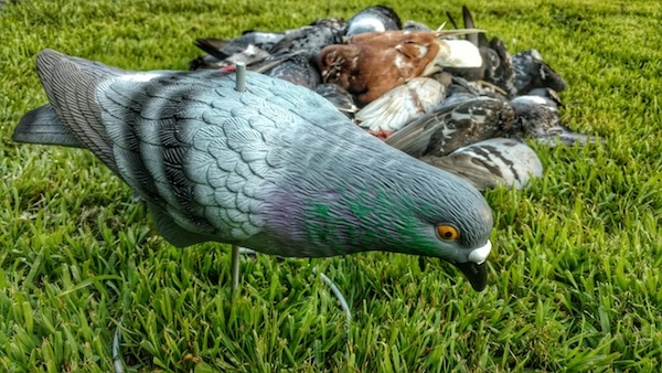 Pigeon Patrol: Hunting Avian Pests For Wingshooting Practice - HuntStand