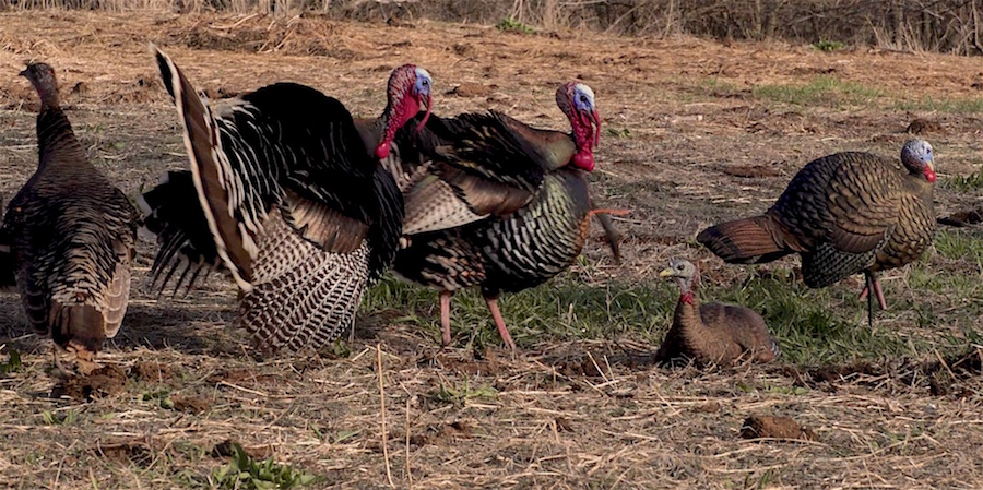 The Chronicles: Bowhunting Merriam's Turkeys [Feature Film] - HuntStand