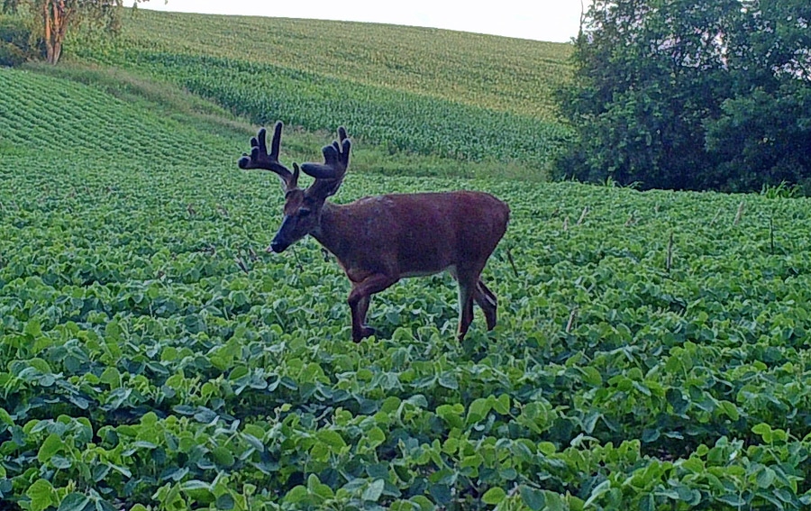 Massive Wisconsin Non-Typical Whitetail [Big Buck HIT LIST]- HuntStand