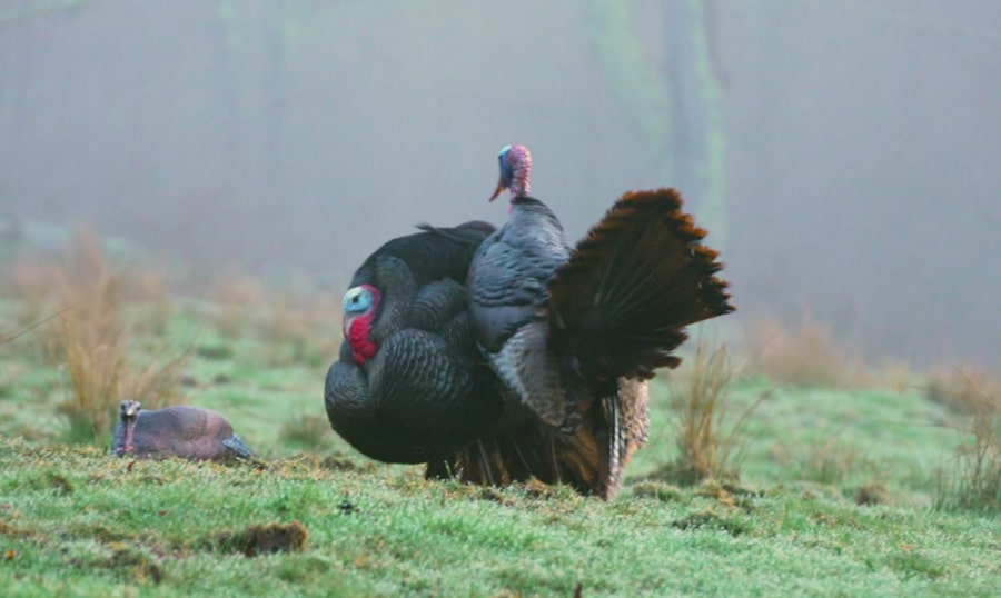 Angry Gobbler Action In Pennsylvania | Youth Adrenaline - HuntStand