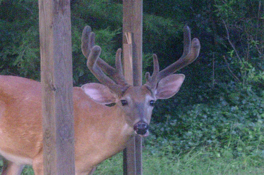 Double-Beam VA Buck On Road To Greatness - HuntStand