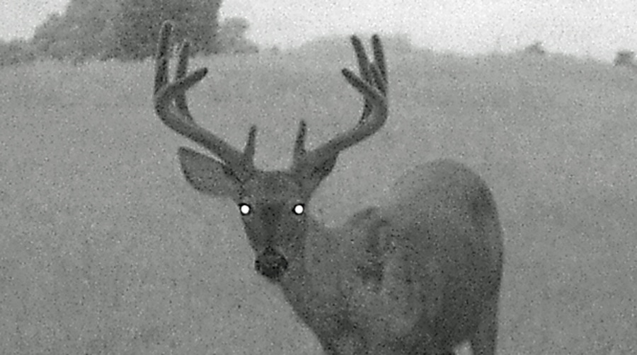 A Perfect 10-Point From West Virginia [Big Buck HIT LIST] - HuntStand