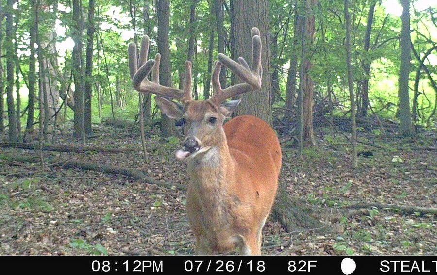 A Dual-Split-Brow Ohio Brute [Big Buck HIT LIST] - HuntStand