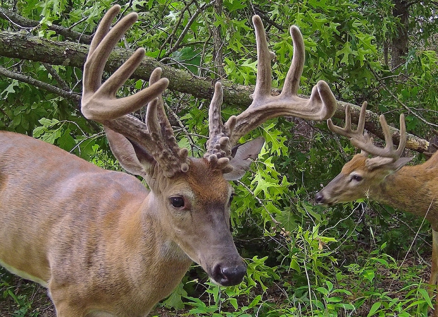 In-Your-Face Trail Cam Pics: Bucks Bellying an Acorn Buffet - HuntStand