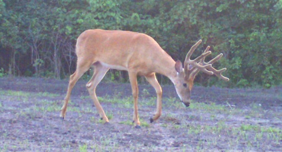 Minnesota Monarch Adds Serious Inches [Big Buck HIT LIST] - HuntStand