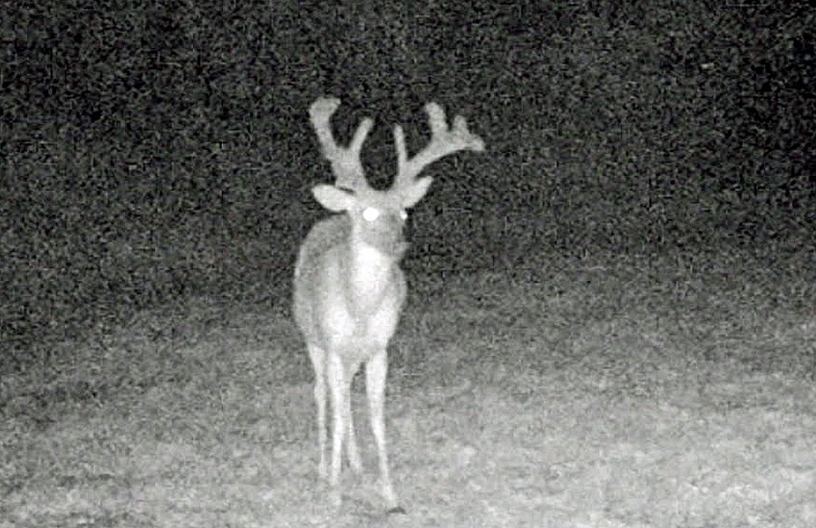 A Delaware 'Ghost Buck' Reappears [Big Buck HIT LIST] - HuntStand