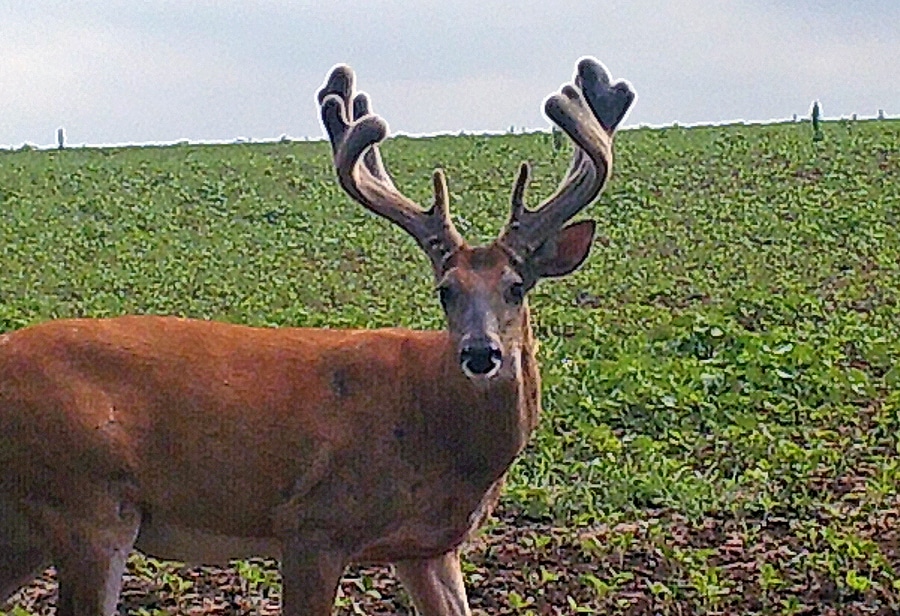 A Massive Kansas Monarch Grows Even Larger - HuntStand