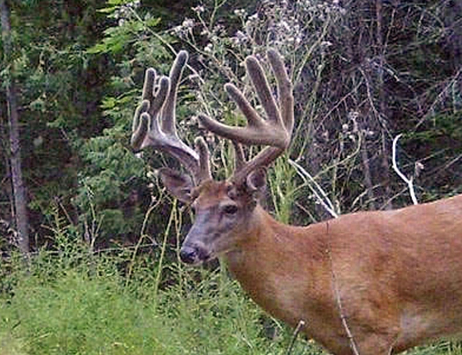 A Massive Wisconsin Swamp Buck Emerges - HuntStand