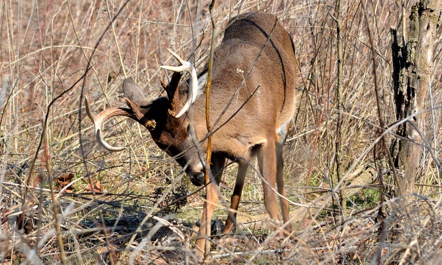 Better Deer Hunting: Decoding Buck Rubs And Movements - HuntStand