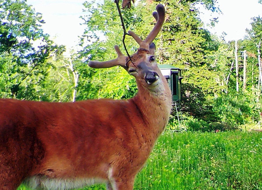 Is This MN Buck A Familiar Face Or Newcomer? [Big Buck] - HuntStand