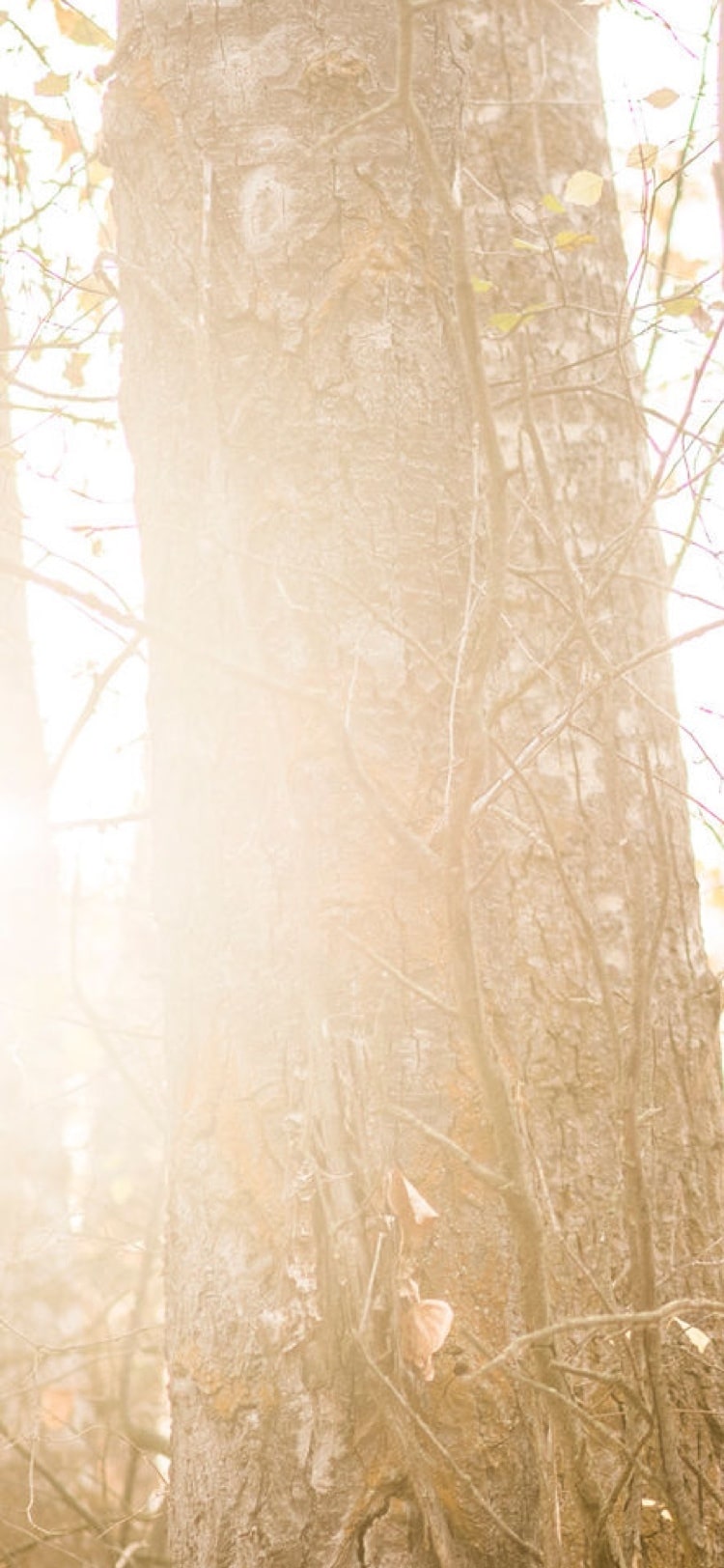 HuntStand Pro - Powerful Mapping & Hunting Tools