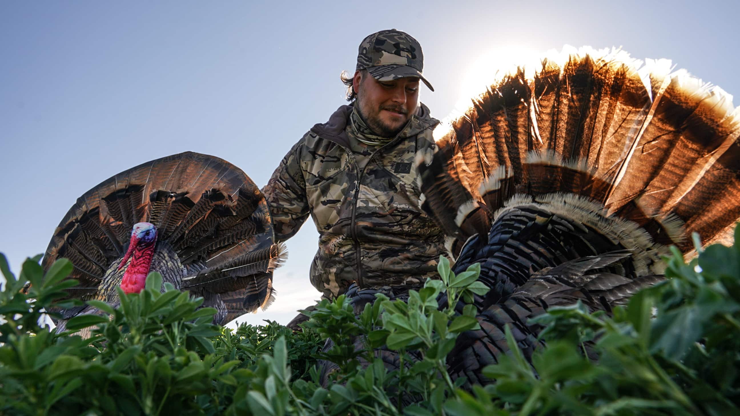 Turkey Reaping In Nebraska - HuntStand