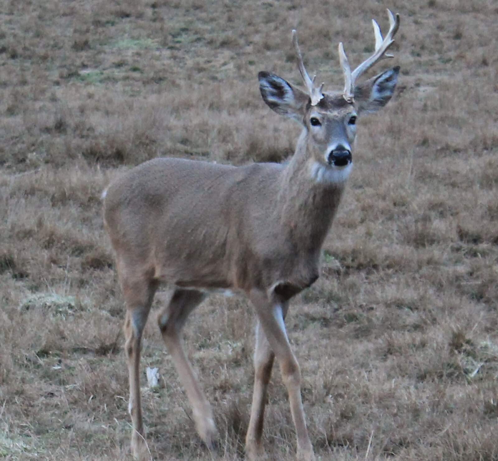 10 Shocking New Deer Study Findings - HuntStand