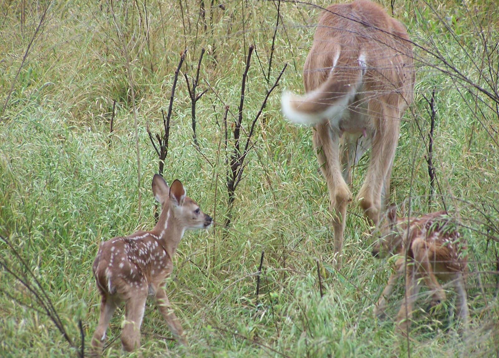 10 Shocking New Deer Study Findings - HuntStand