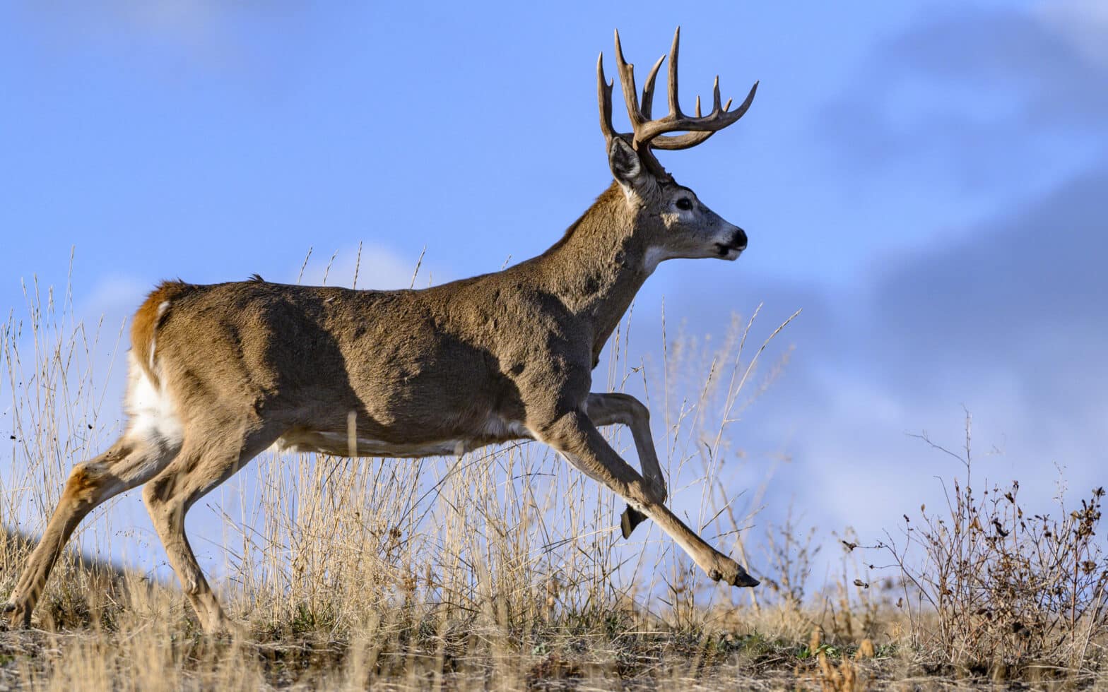 10 Shocking New Deer Study Findings - HuntStand