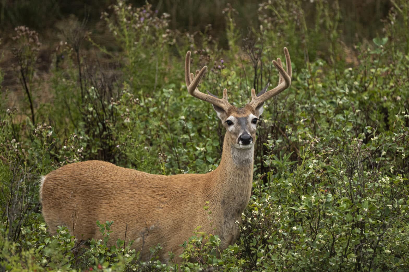 10 Shocking New Deer Study Findings - HuntStand