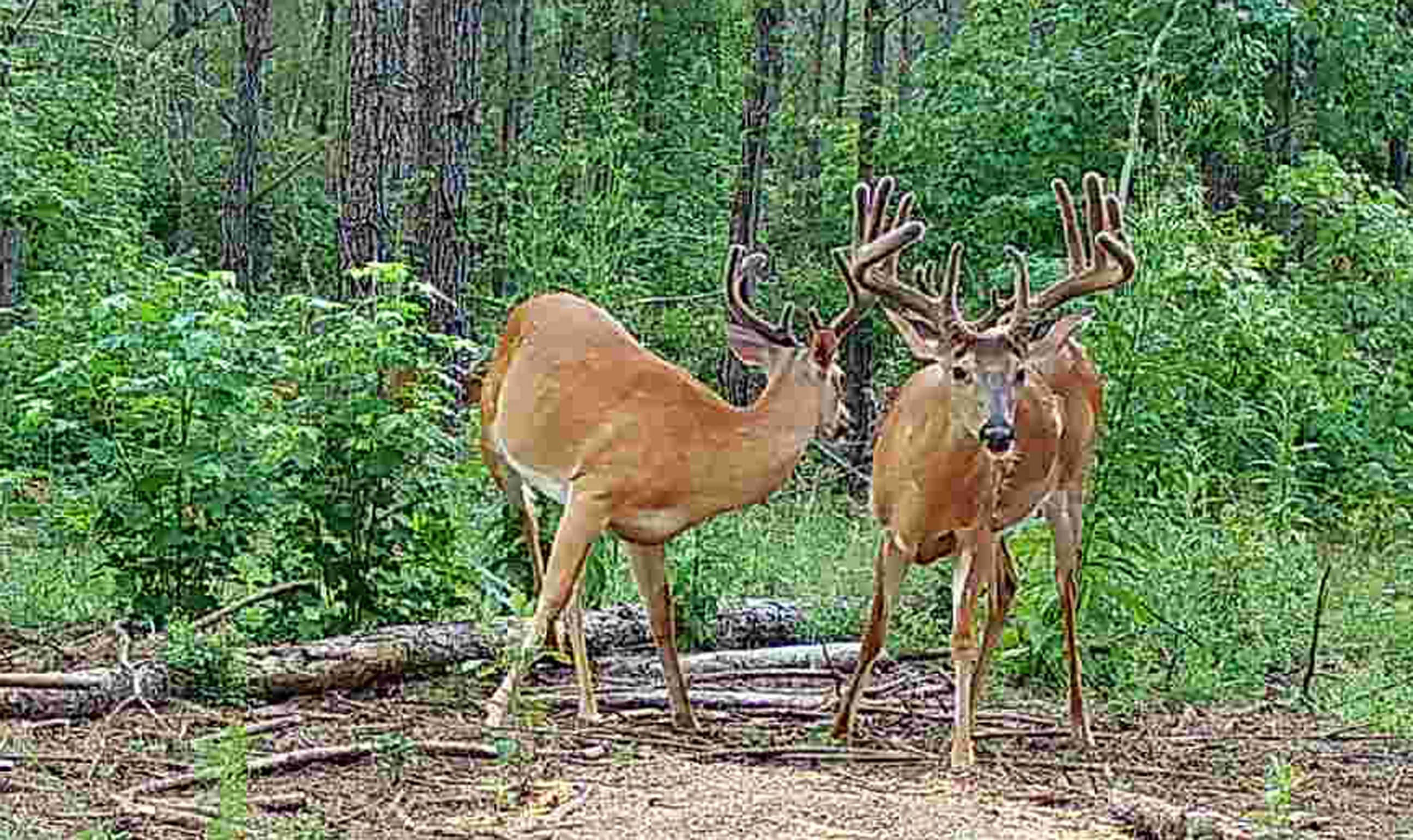 Eye-Popping GA Buck Adds Serious Inches - HuntStand