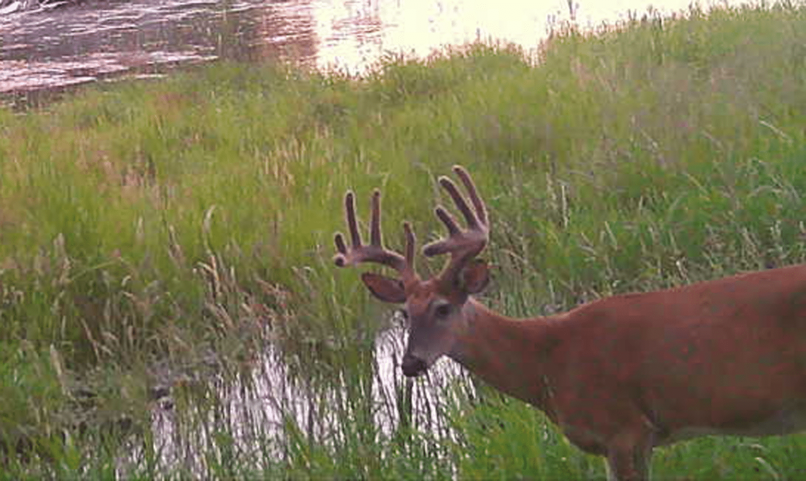 Idaho Buck Caught At River Crossing [Big Buck HIT LIST] - HuntStand