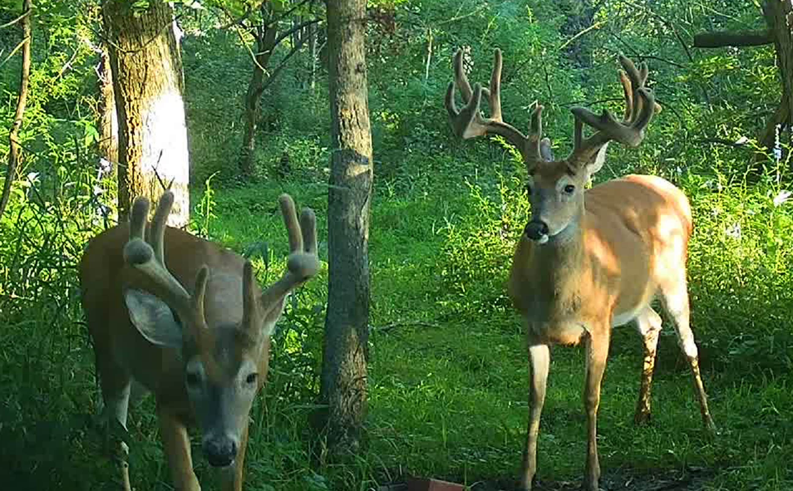 Monster Non-Typical Buck Appears [Big Buck HIT LIST] - HuntStand