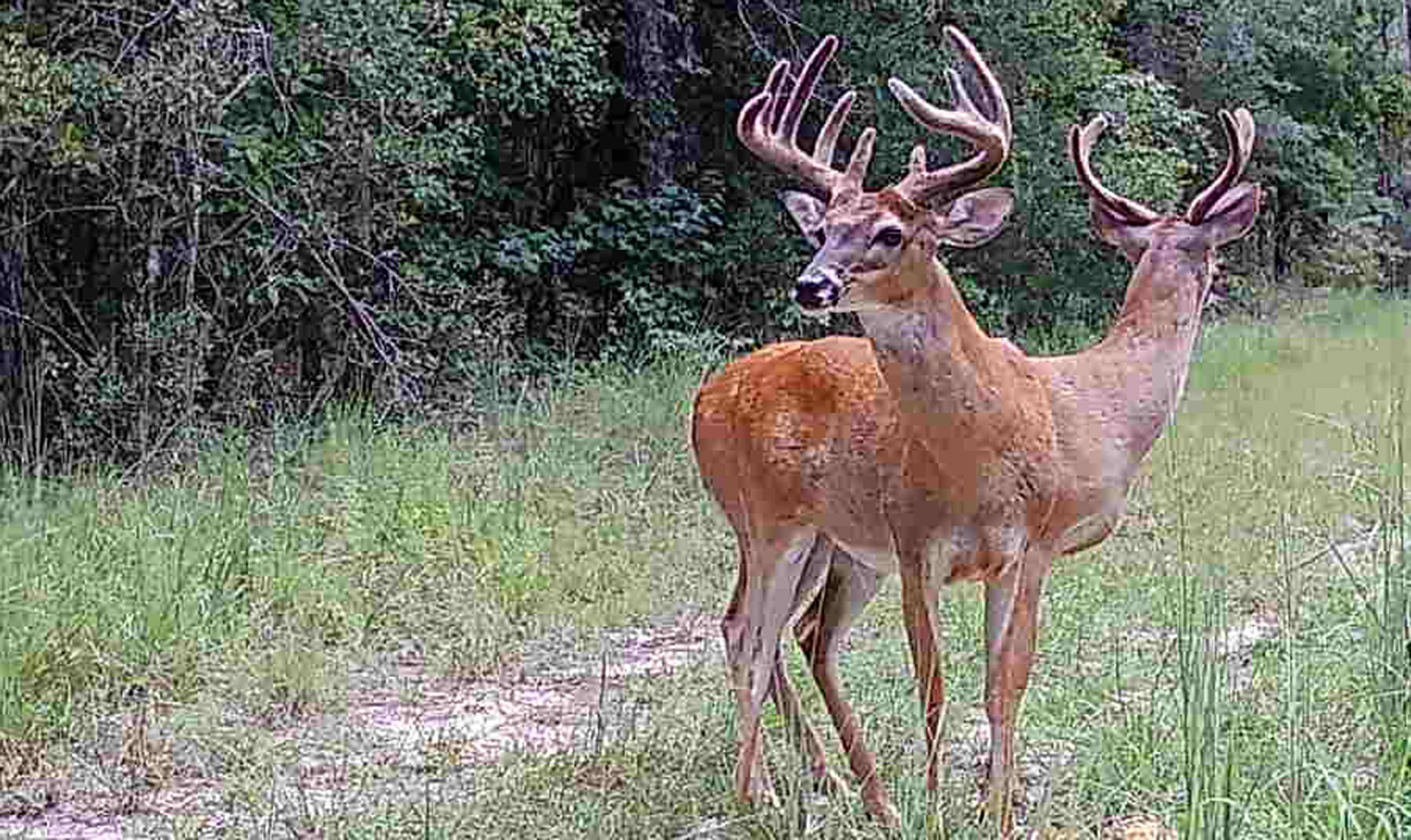 A Central LA Stud Buck Returns [Big Buck HIT LIST] - HuntStand