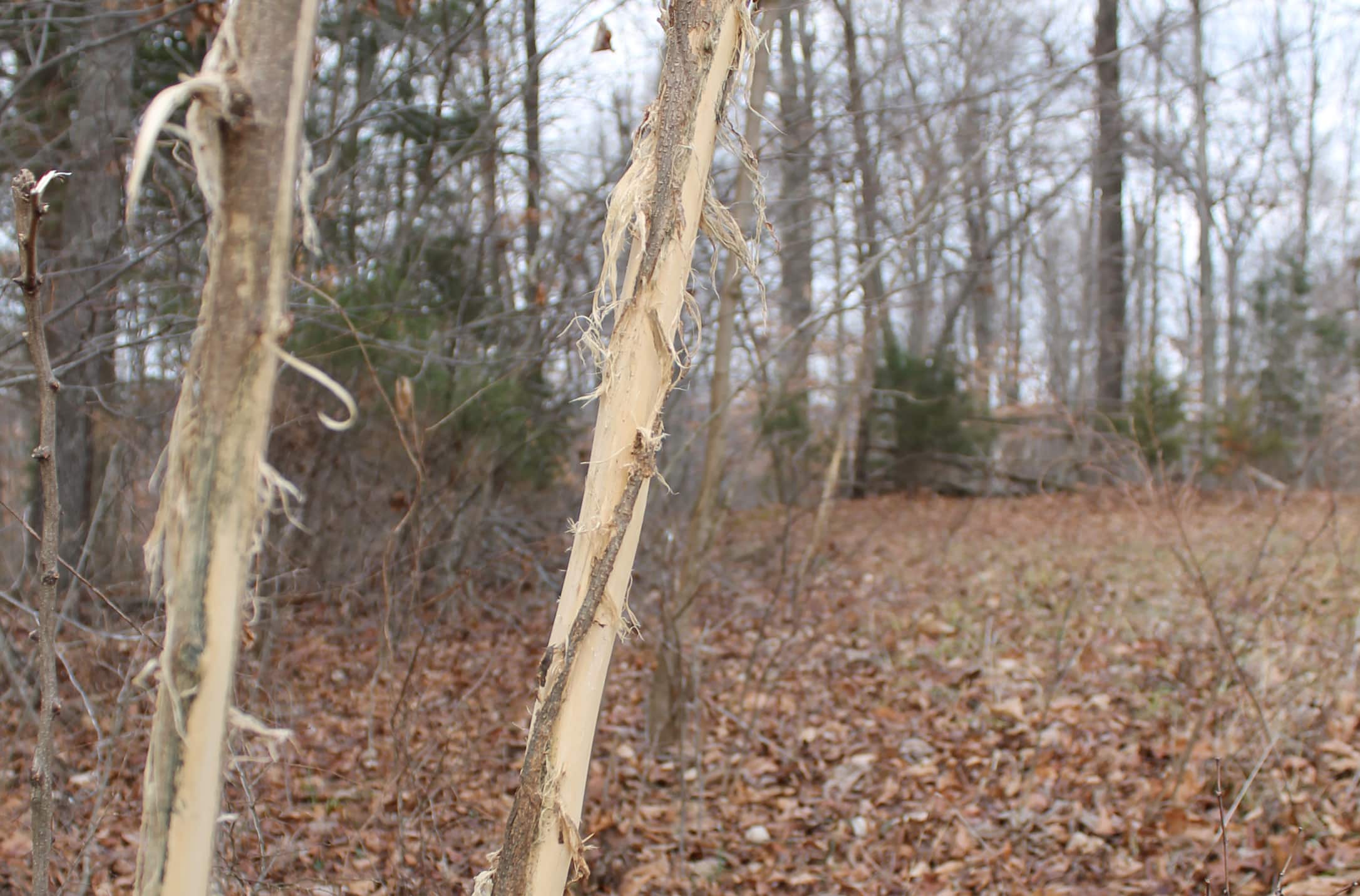 Hunting Pre-Rut Whitetails with HuntStand - HuntStand