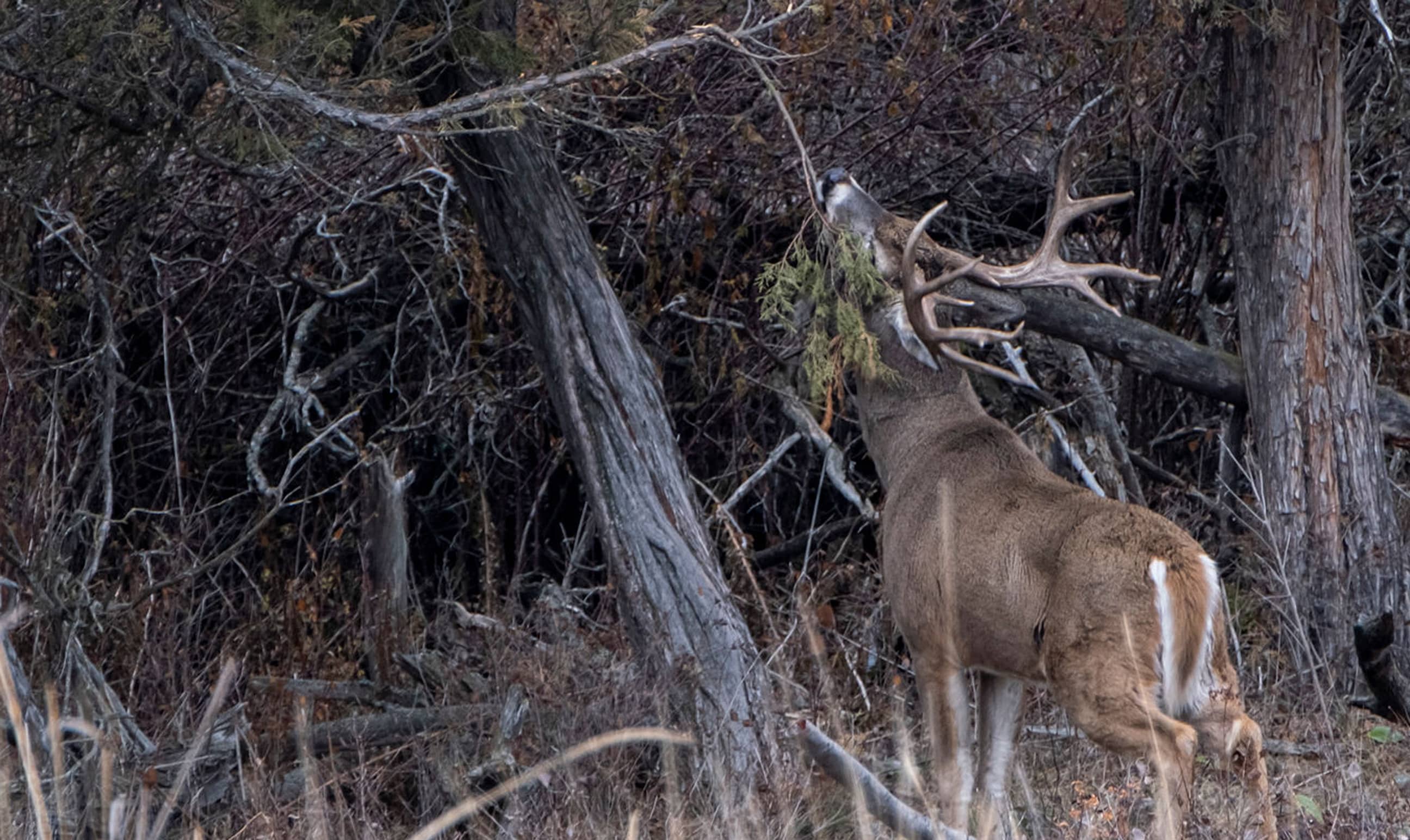 Hunting Pre-Rut Whitetails with HuntStand - HuntStand