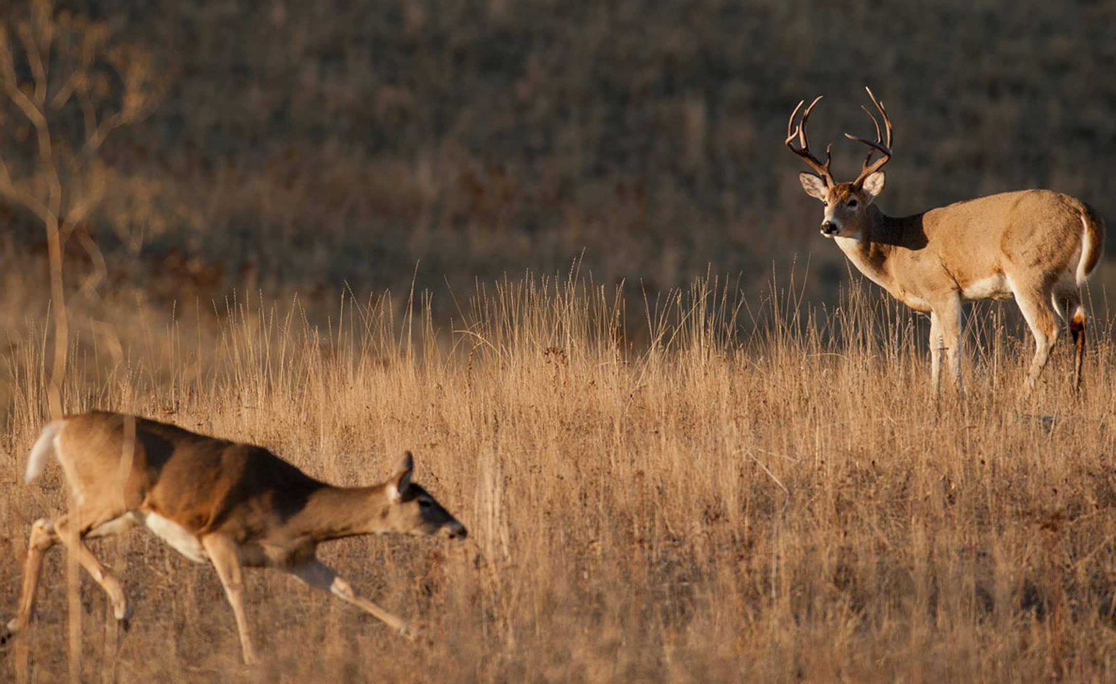 New Whitetail Rut Map : A HuntStand Exclusive